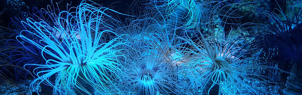 Ocean-based Climate Action and Human Rights Implications under the ...