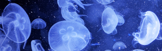 One Ocean Hub | Fair and inclusive decision-making for a healthy ocean