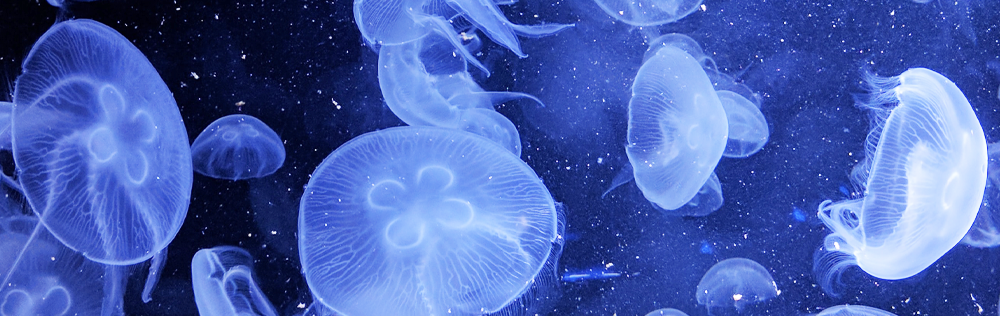 New one ocean learn learning pathway on ocean and climate change is ...