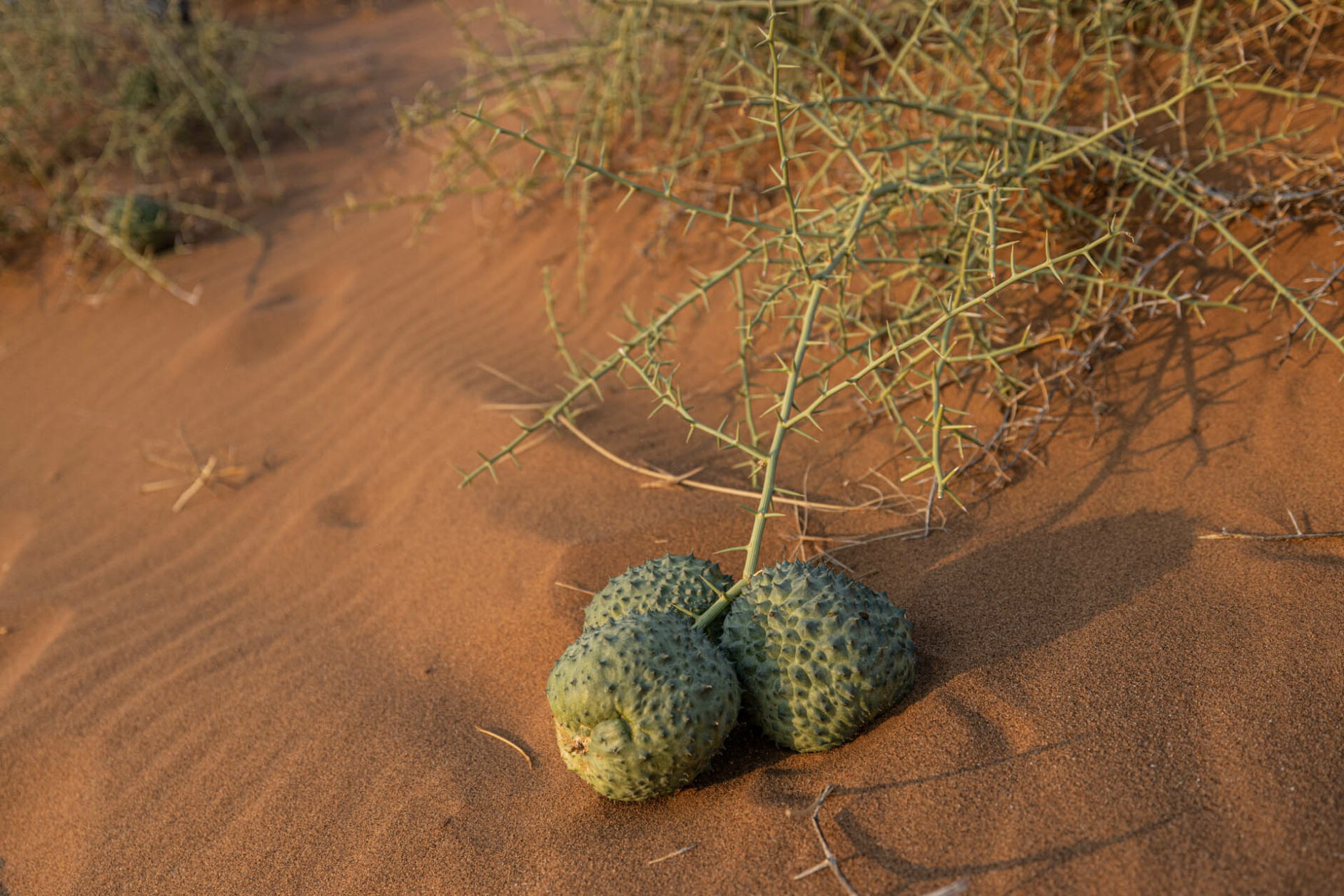Working with the Topnaar to Protect Human Rights and Revive Ocean ...