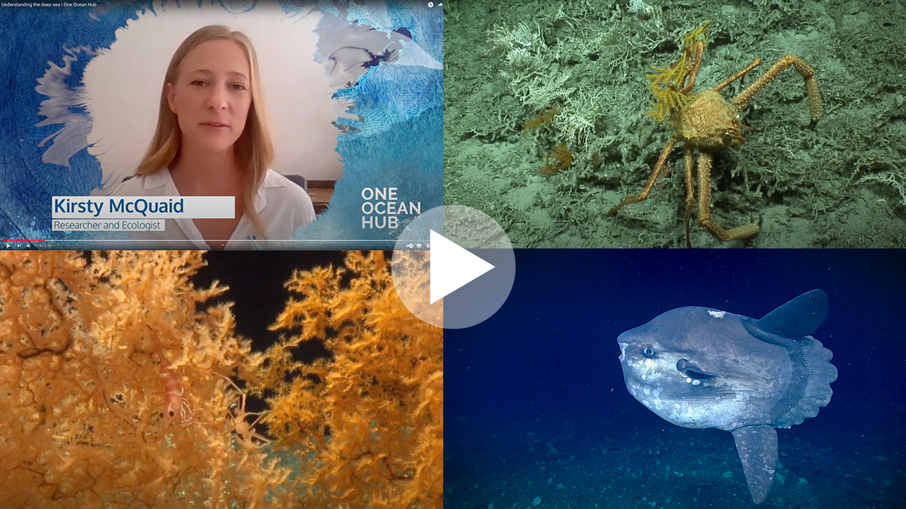 New short film: ‘Understanding the deep sea’ | One Ocean Hub
