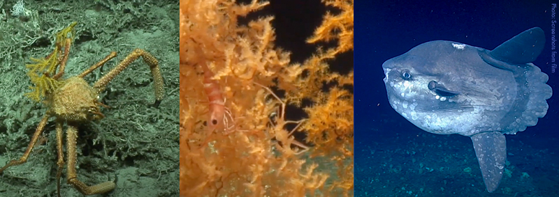 New short film: ‘Understanding the deep sea’ | One Ocean Hub