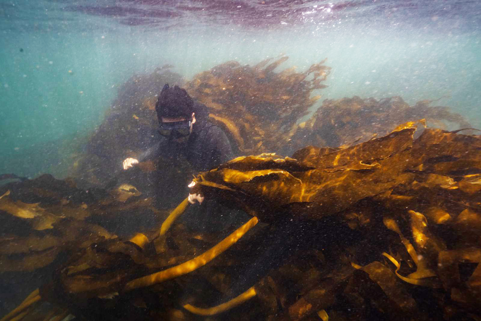 Loyiso Dunga | One Ocean Hub