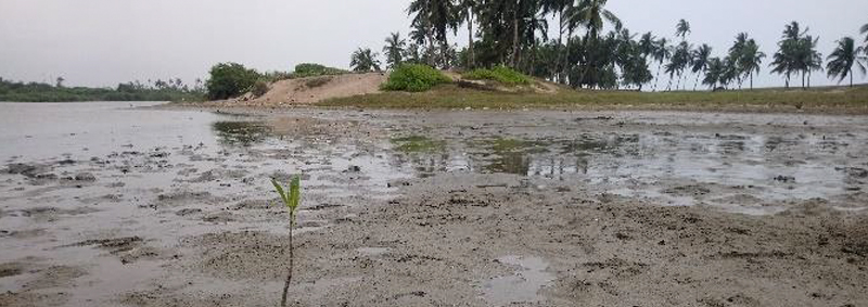 Impact of mangrove selective logging upon estuarine trophodynamics in ...
