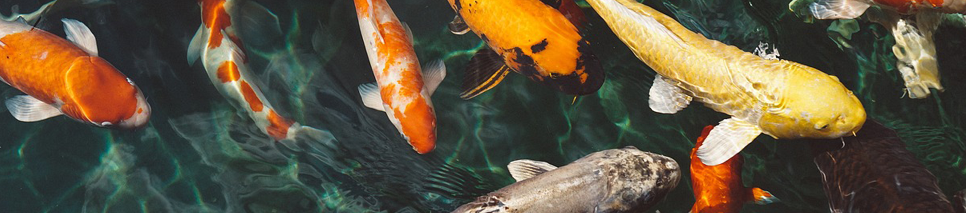 Hub researchers contributed to the UN Decade course on co-design | One Ocean Hub