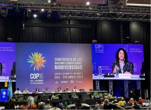 Human rights and the ocean at the UN Biodiversity COP 16 in Cali ...