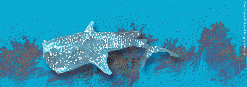 Our journey towards One Ocean Hub 2.0 | One Ocean Hub